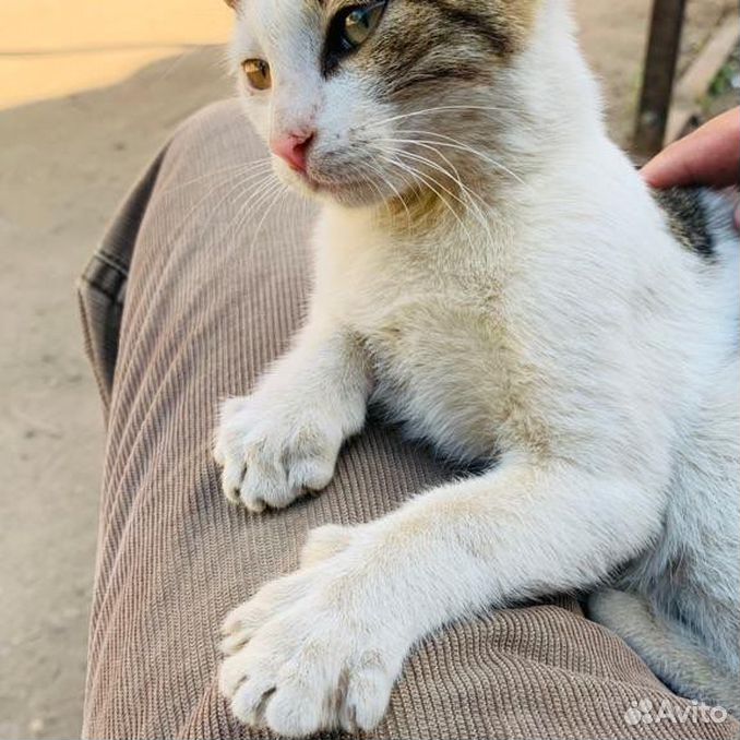 Котенок в беде