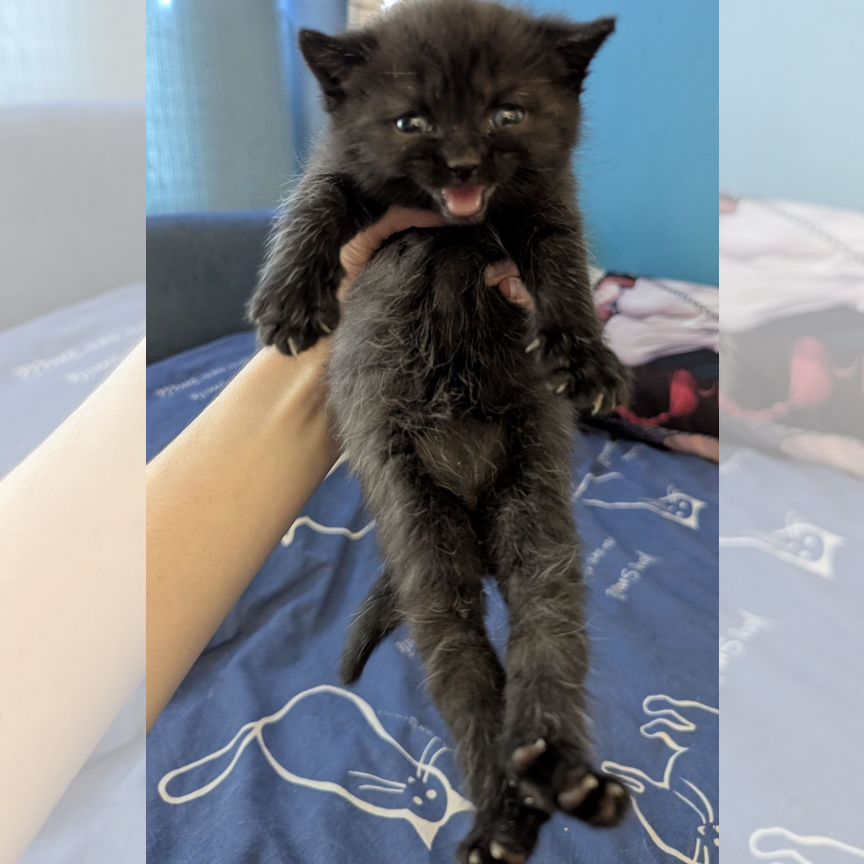 Шотландский вислоухий короткошёрстный котёнок