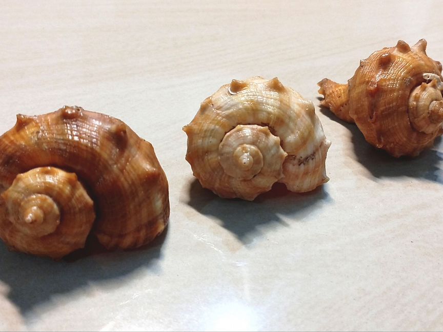 Морские ракушки раковины Rapana rapiformis