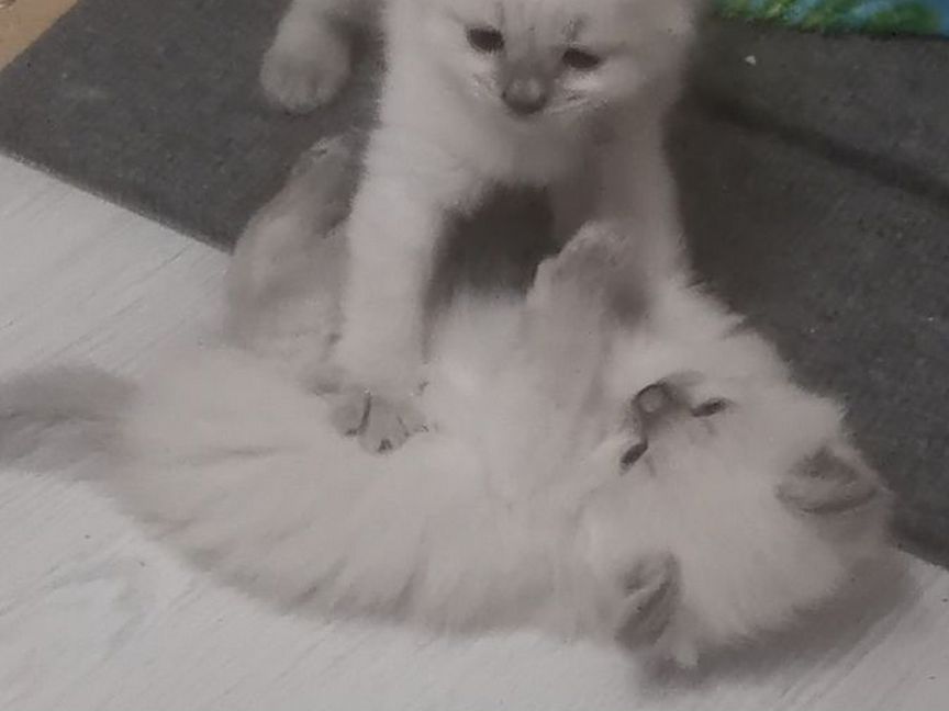 Кошка