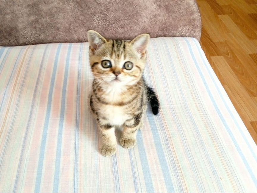 Шотланская вислоухая кошечка