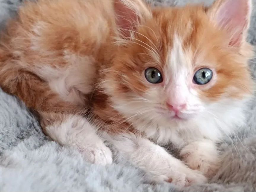 Котенок