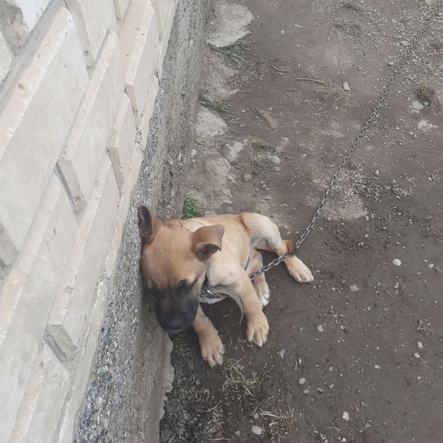 Щенки