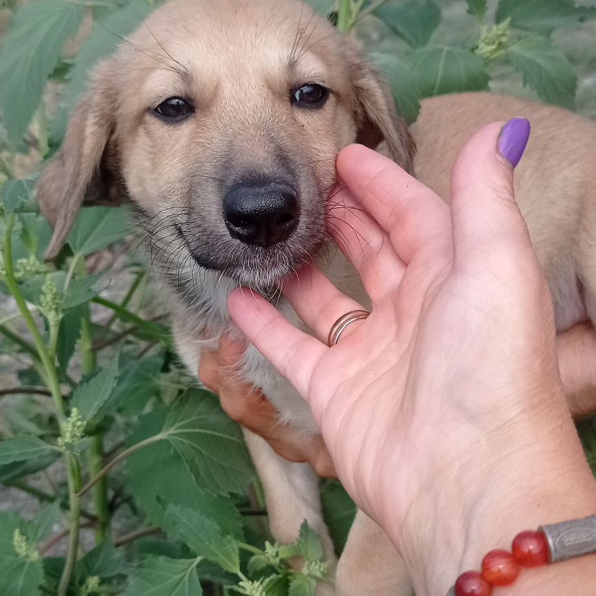 Щеночки,девочки,3 месяца