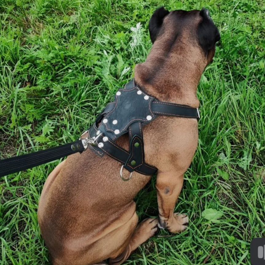 Шлейка для крупных собак кожаная универсальная