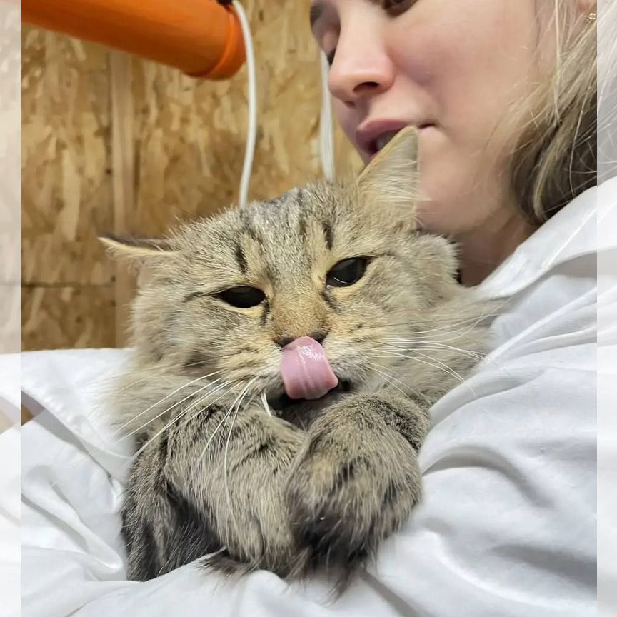 Взрослая кошка в добрые руки