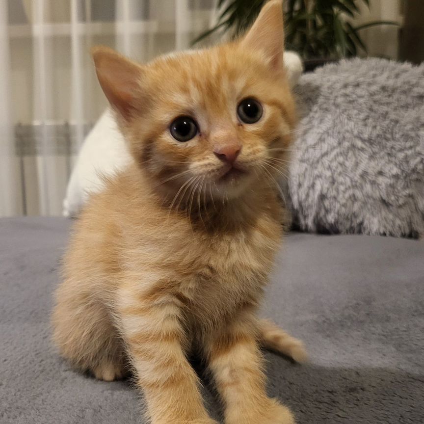 Котята в добрые руки бесплатно мальчик