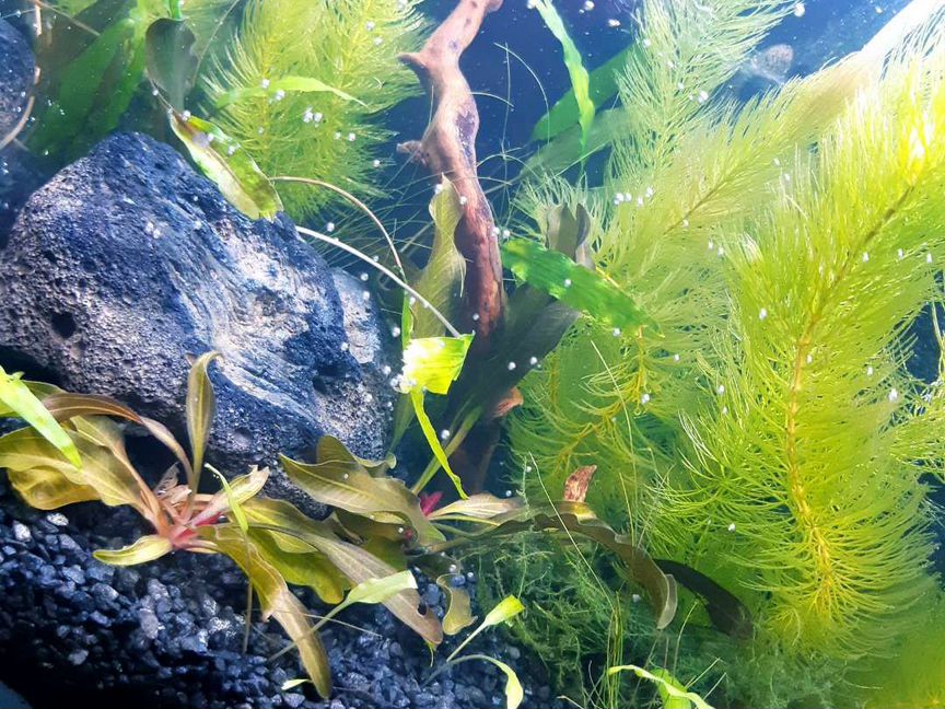 Растения для аквариума