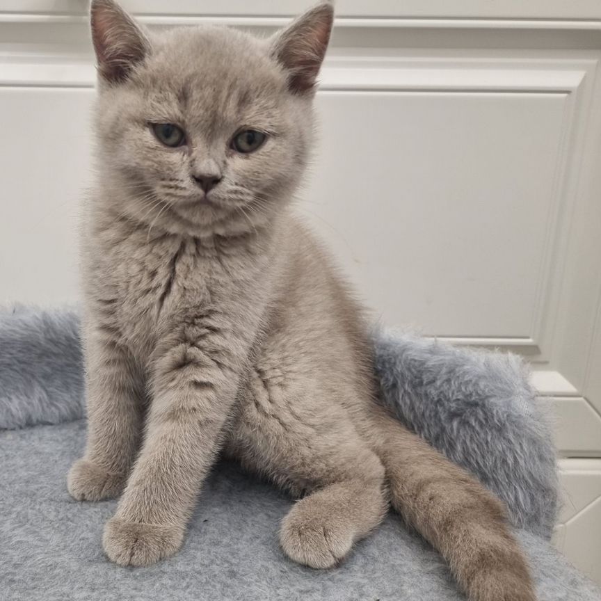 Шотландский прямоухий короткошёрстный котёнок