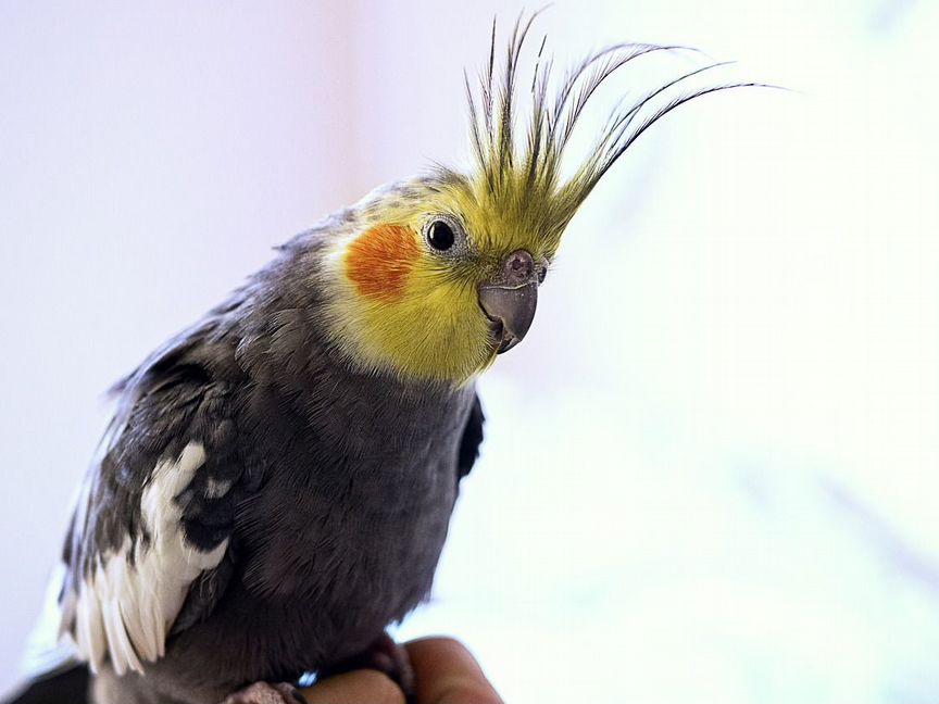 Продам попугая Корелла -птинец три месяца