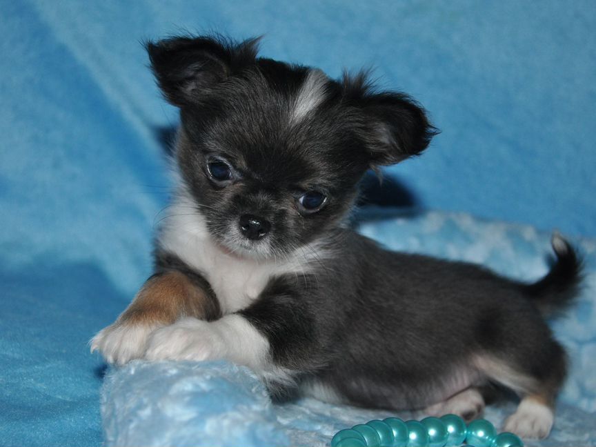 Голубой мини мальчик