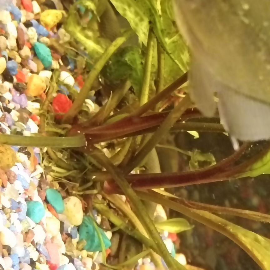 Аквариумные рыбки