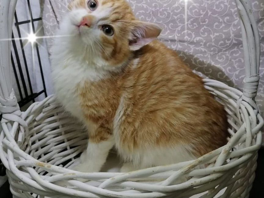 Котята