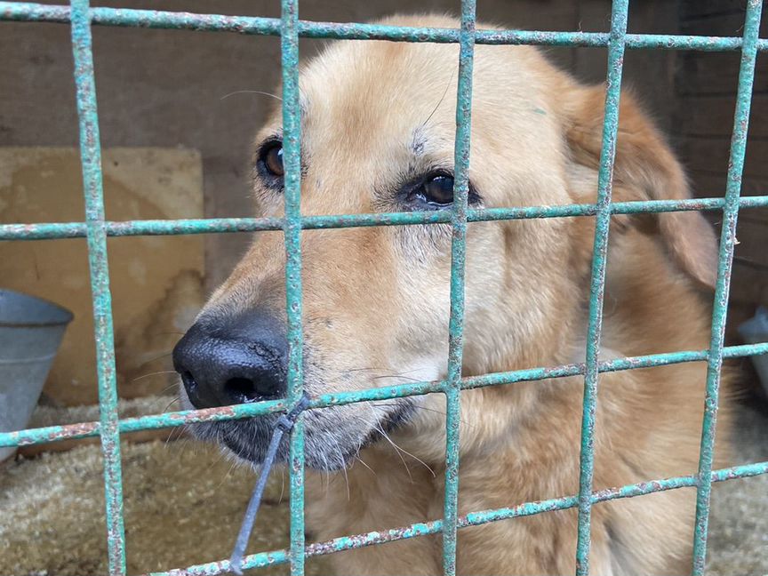 Взрослая Собака Фиона в добрые руки