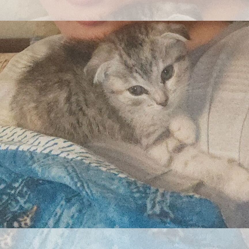 Шотландская вислоухая кошка