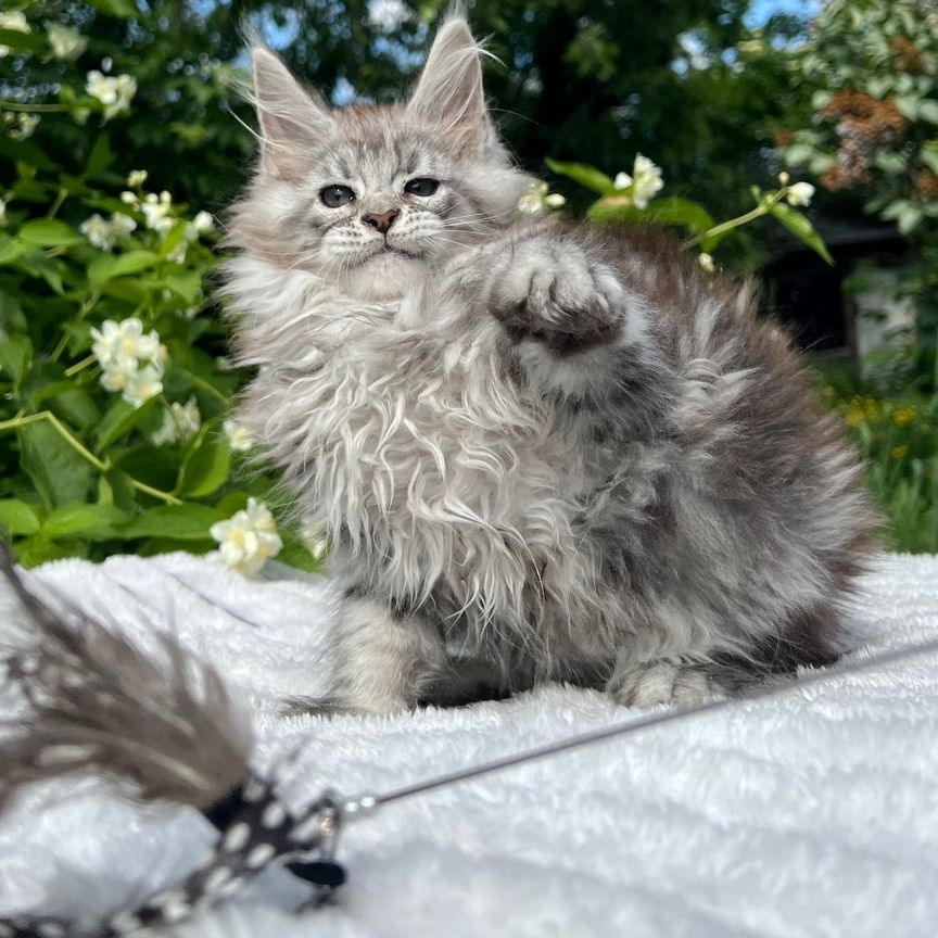 Мейн-кун котёнок