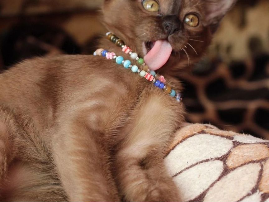 Бурманский котëнок