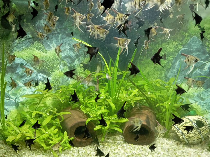 Рыбки скалярии