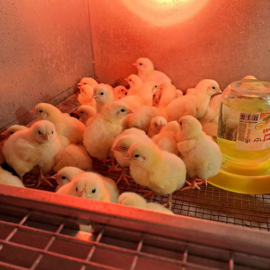 Цыплята бройлеры