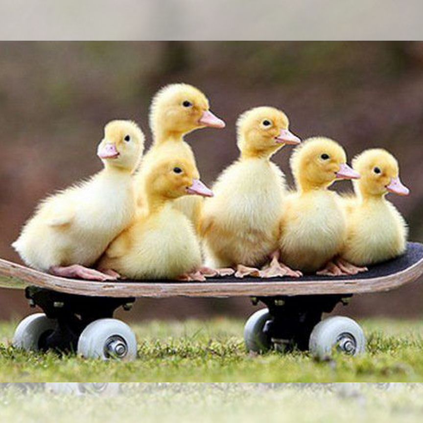 Утята суточные