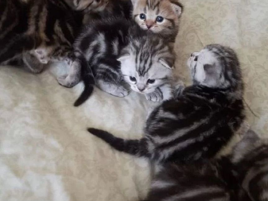 Шотландские котята