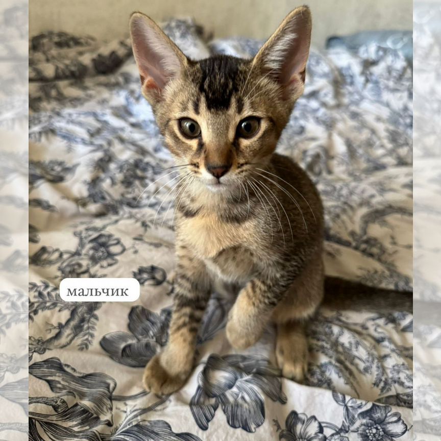 Чаузи котёнок