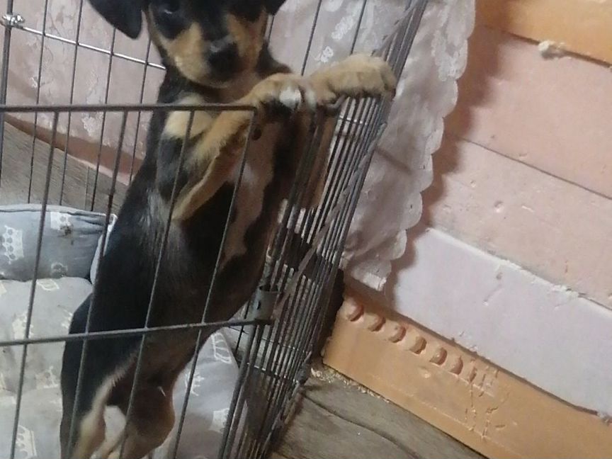 Щенки тойтерьера