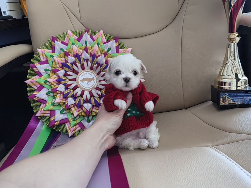 Мальчики мальтезе с документами РКФ