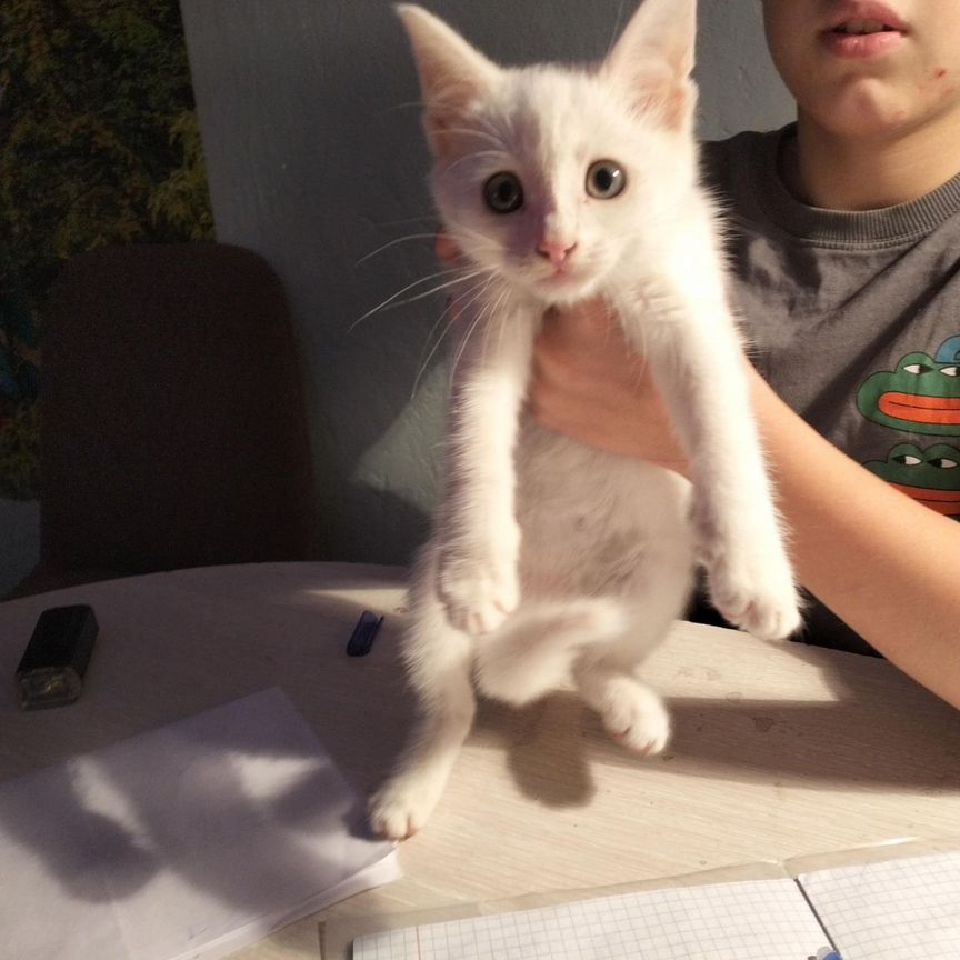 Милая нежная Снежка нуждается в доме