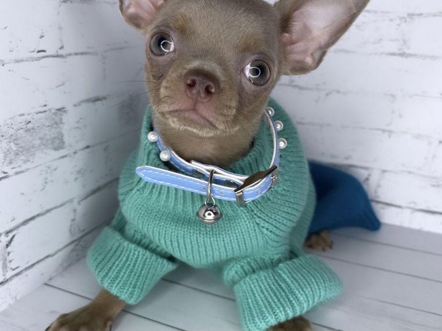 Premium лиловый малыш