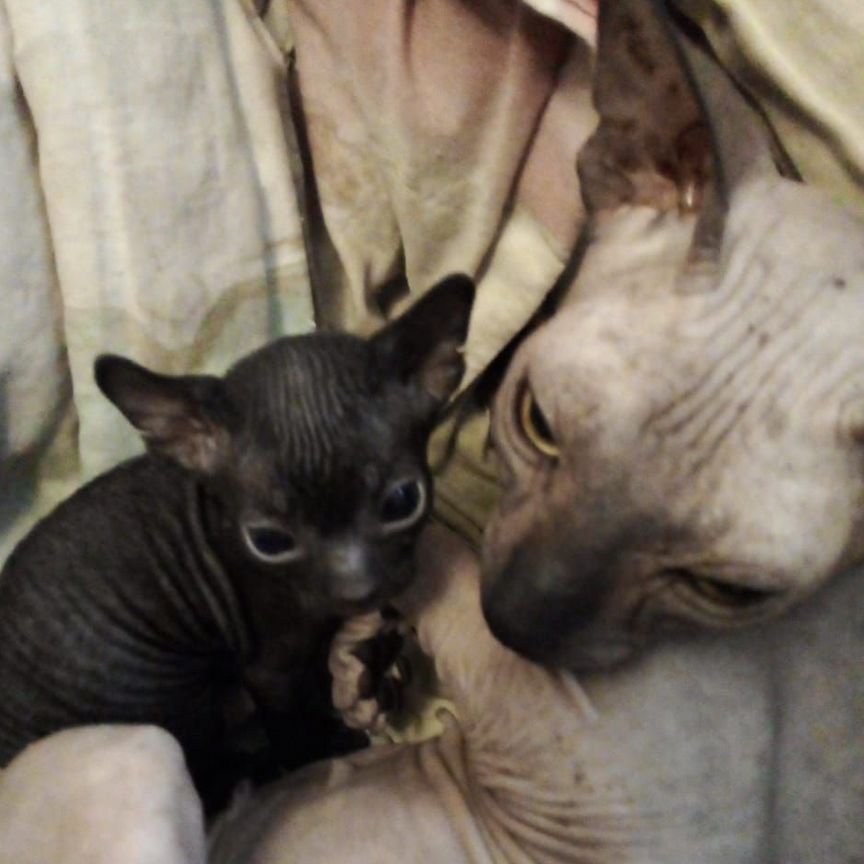 Кошки