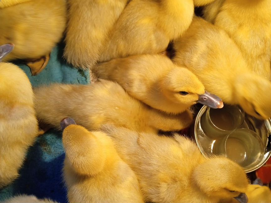 Утята мускусные (лаванда) Немецкой тяжелой линии