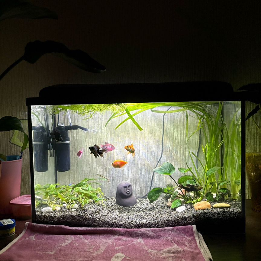 Аквариум с рыбками