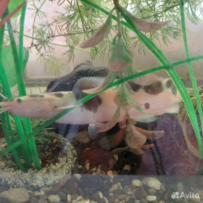 Клариевый сом