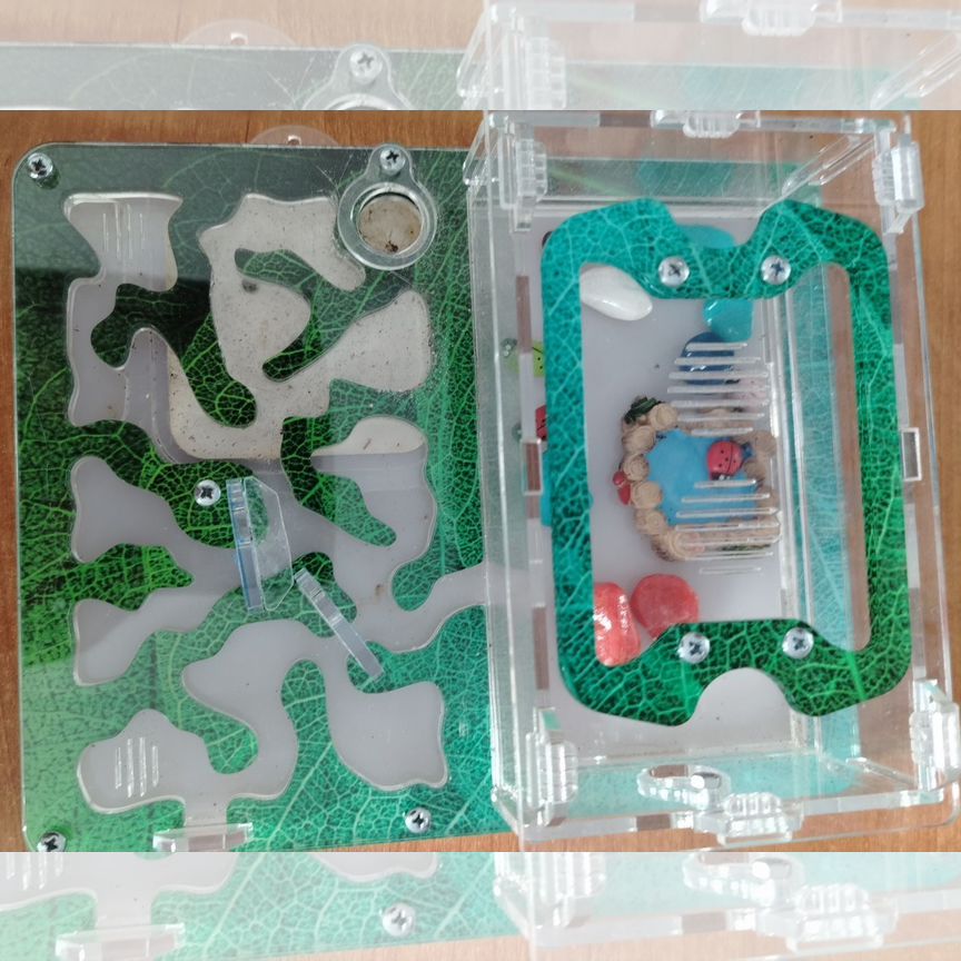 Муравьиная ферма