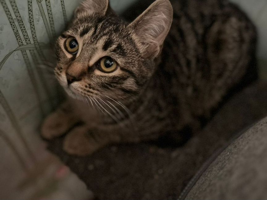 Молодой Барсик ждет вас