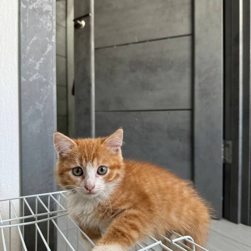 Рыжий котенок в добрые руки