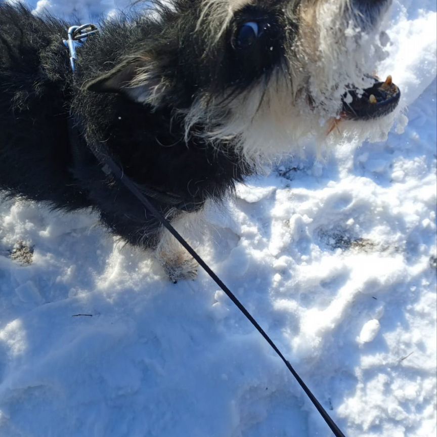 Пристраивается собачка