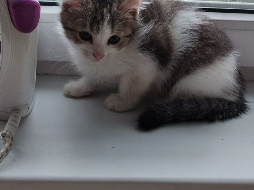 Котята и кошечки