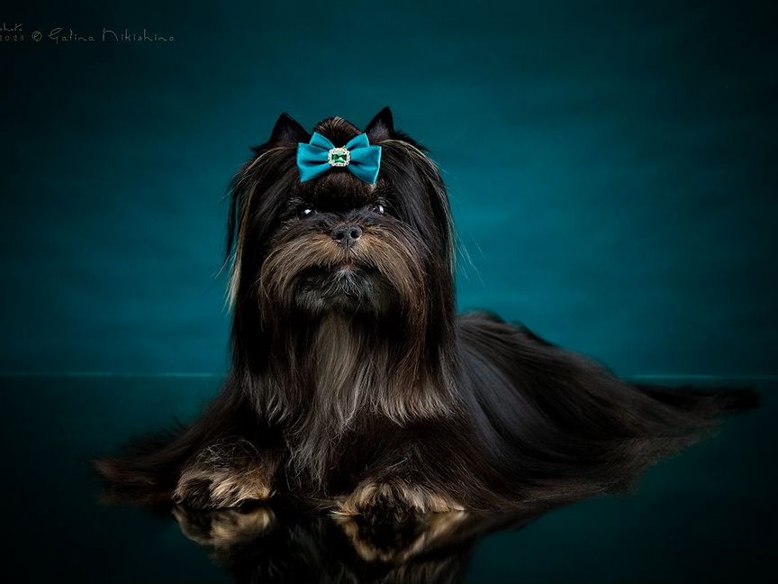 Йоркширский терьер вязка