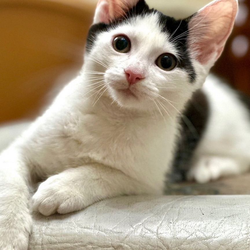 Котёнок в добрые руки