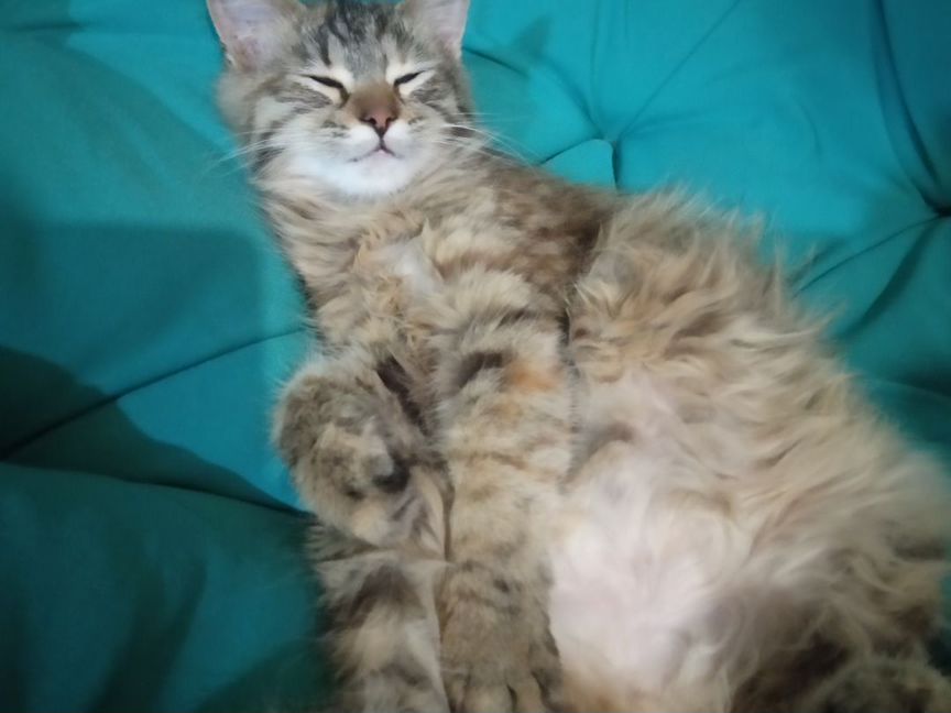 Кошечка