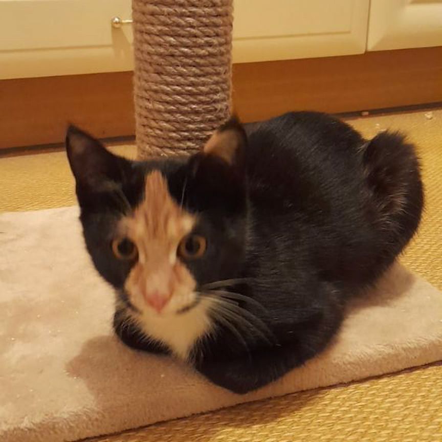 Кошка в добрые руки. Отдам бесплатно