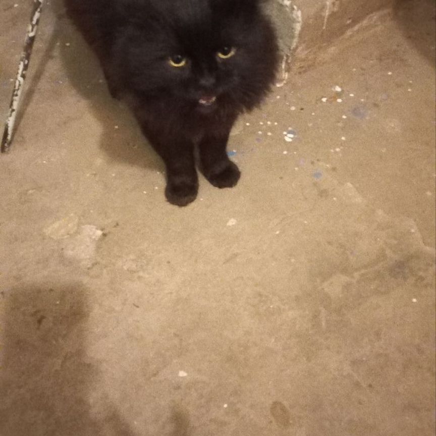 Молодой котик ищет дом