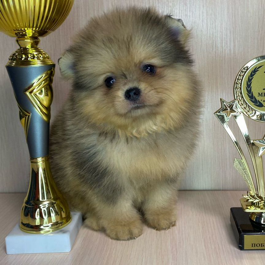 Померанский шпиц, щенок