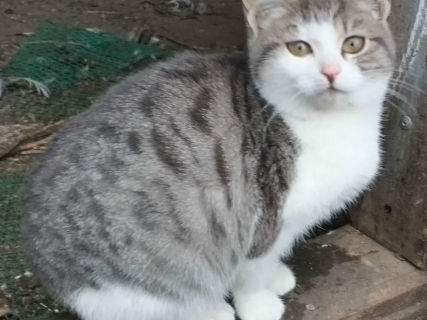 Кошка