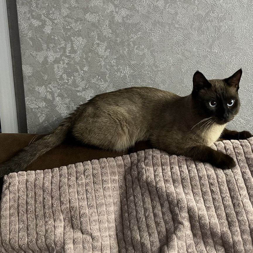 Сиамский кот