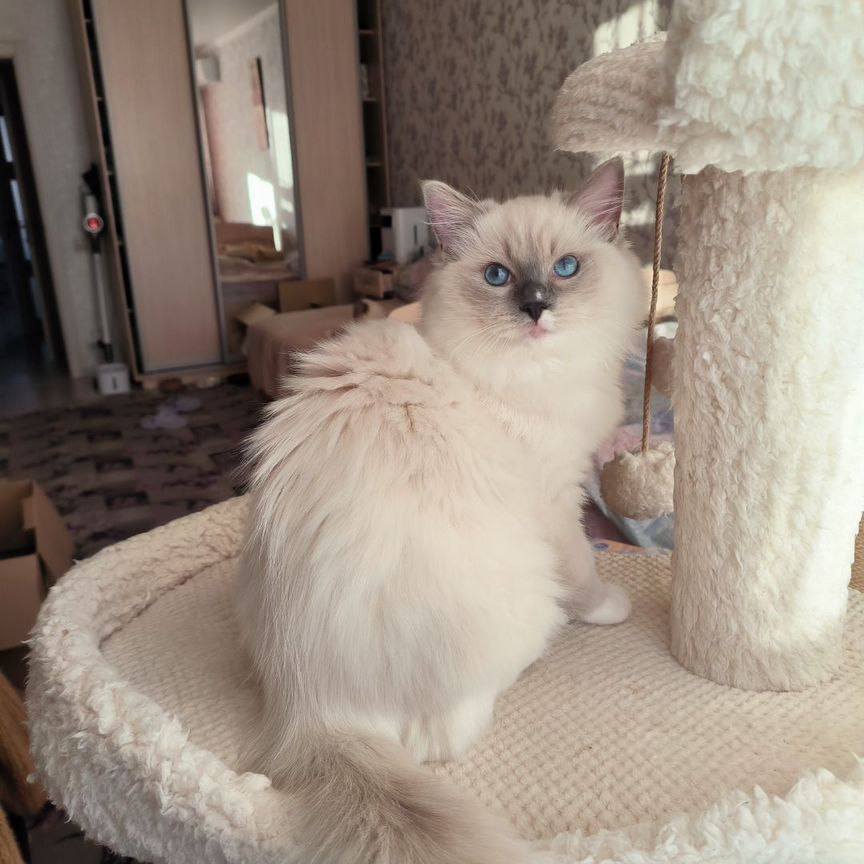 Кошечка рэгдолл