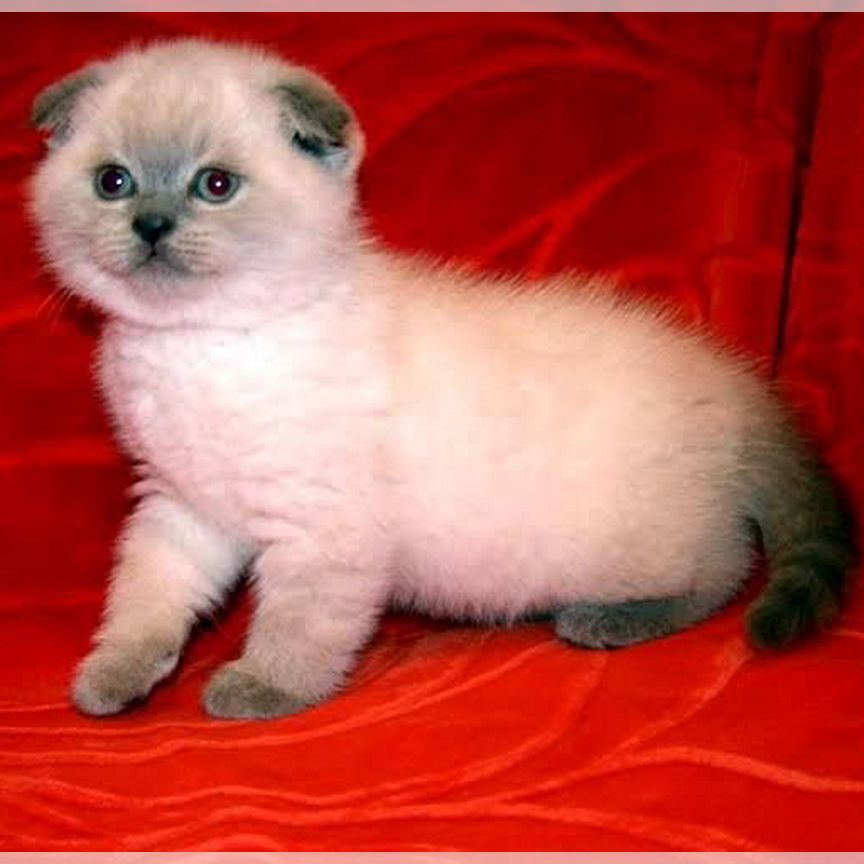 Шотландский вислоухий короткошёрстный котёнок