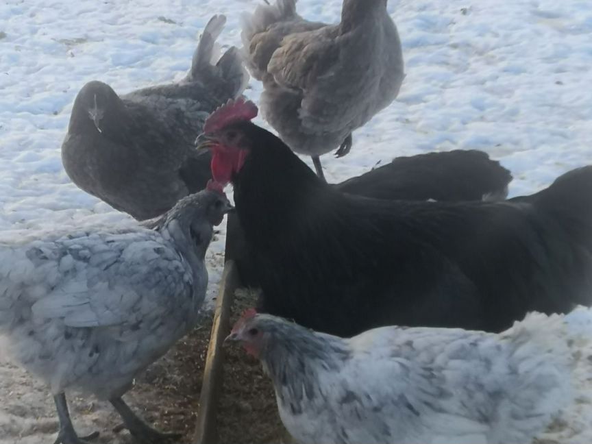 Куры джерсийский гигант